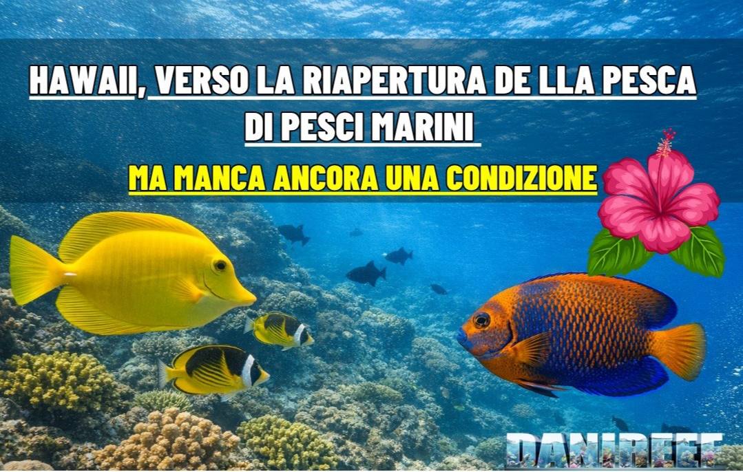 Hawaii: la pesca di pesci per acquari può riaprire davvero?